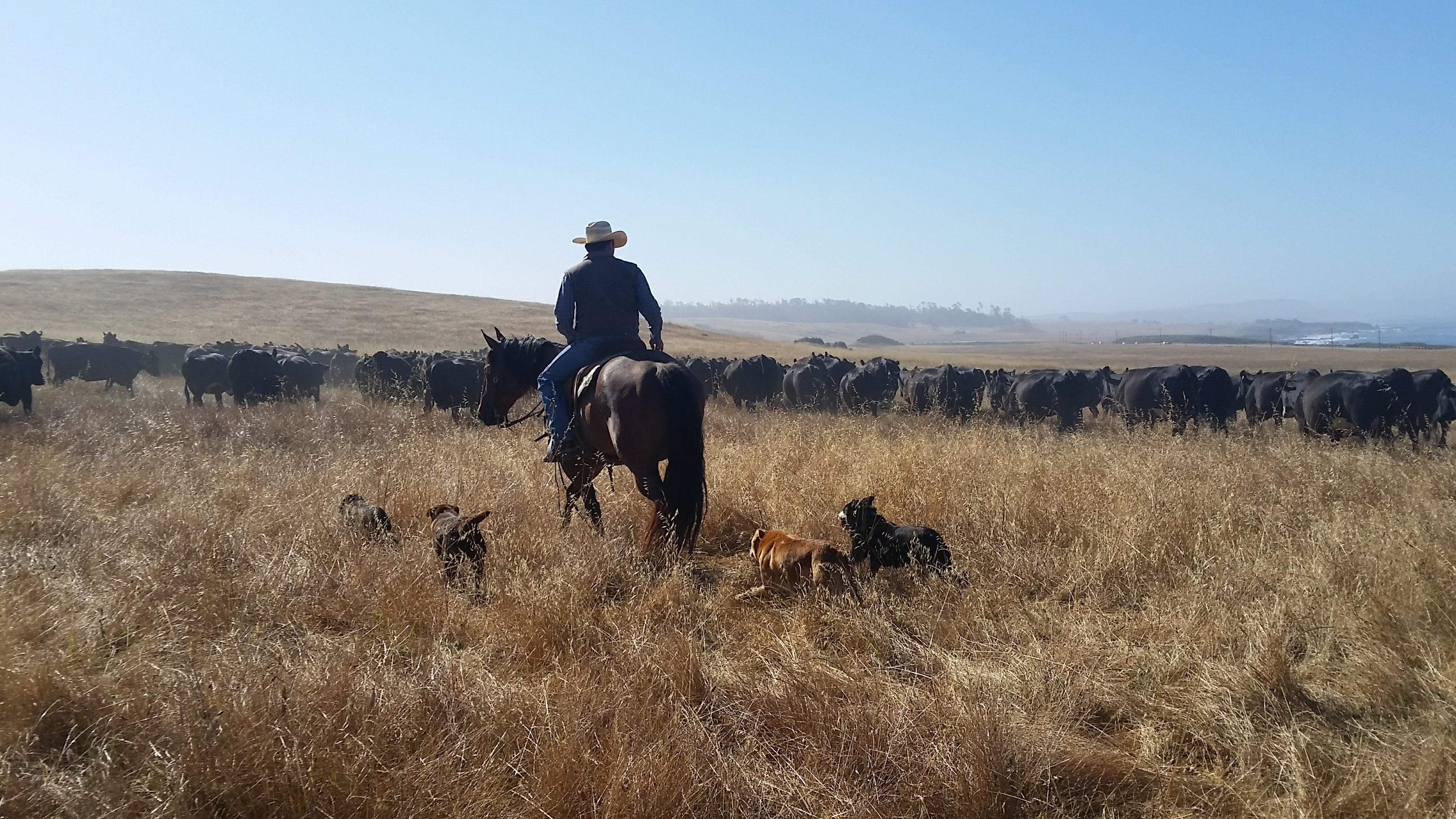 California Local Beef Directory